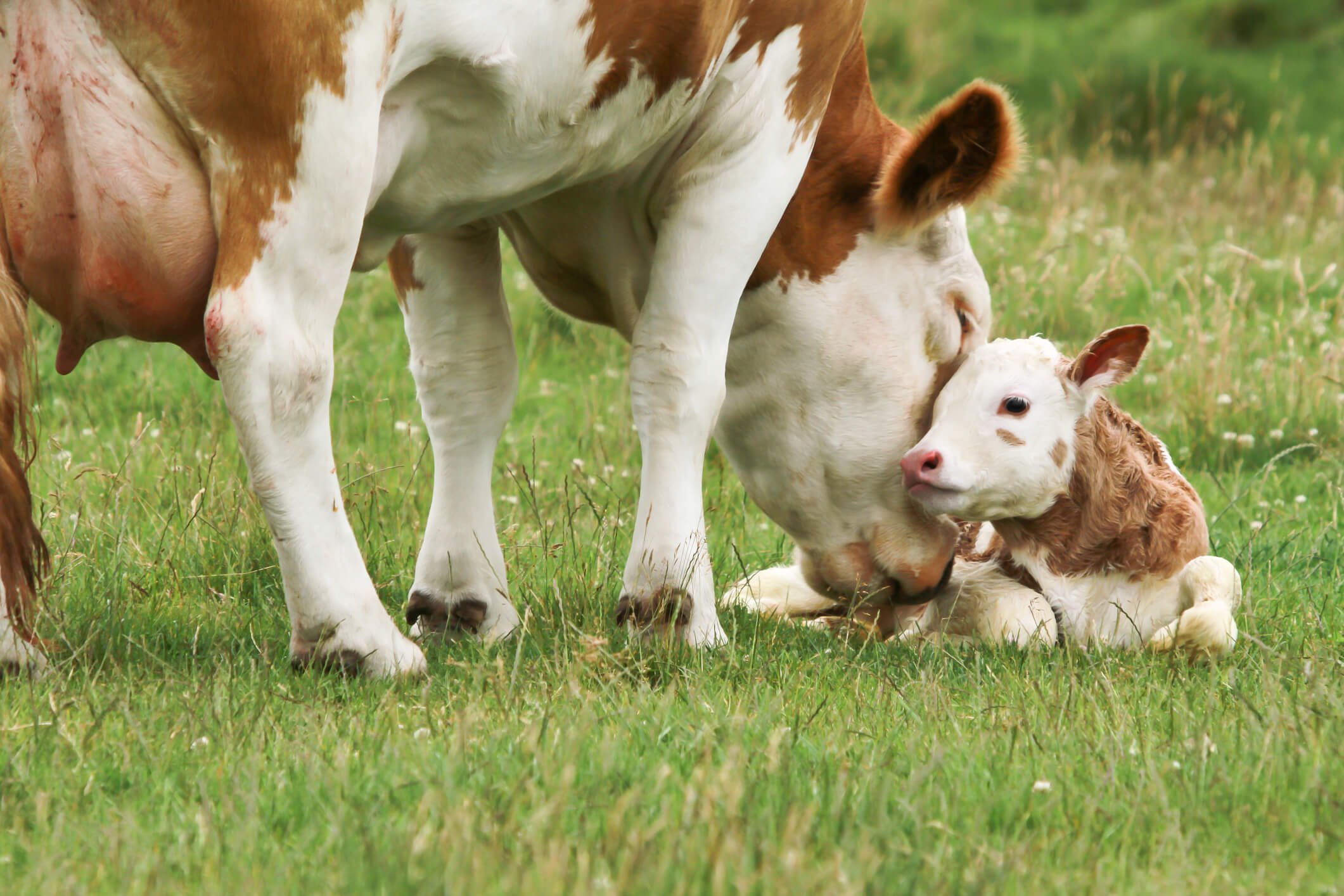 Miniature Cattle: Perfect Bovines for Small Farms and Big Hearts!