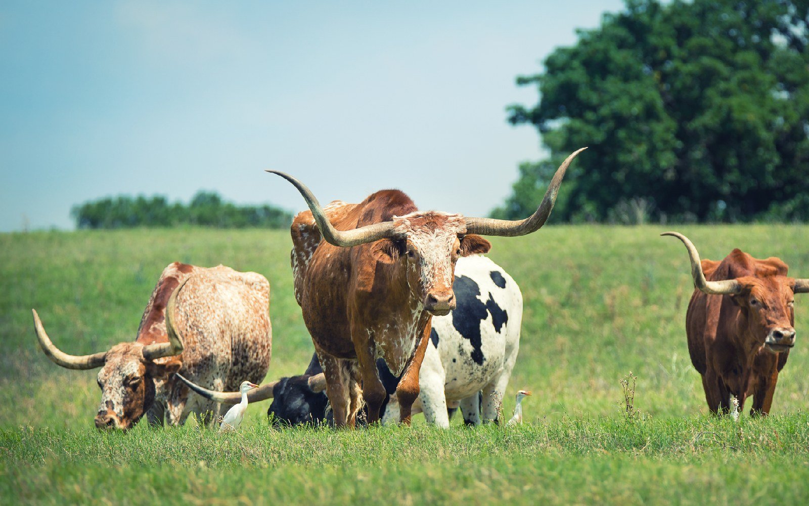 The 7 Most Popular Cattle Breeds in Texas