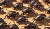 Exploring the Unique Delicacy of Chocolate-Covered Ants: A Surprising ...