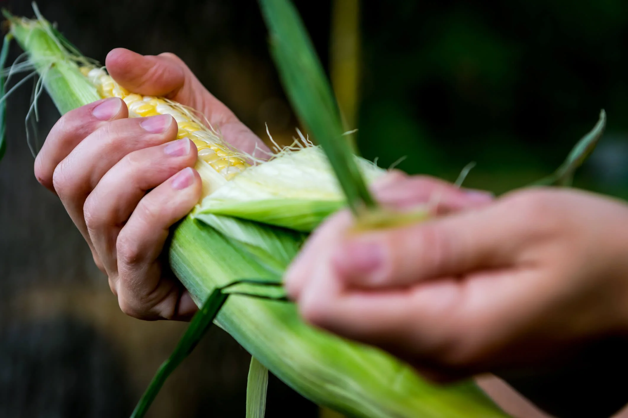 How to Dry Corn: Comprehensive Guide to Preserving Sweet Corn Kernels