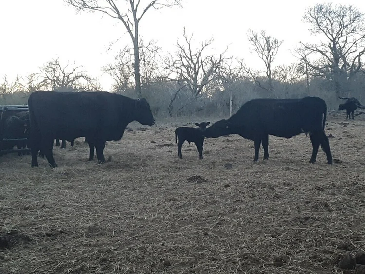 7 of the Best Family-Owned Farms Thriving in Texas