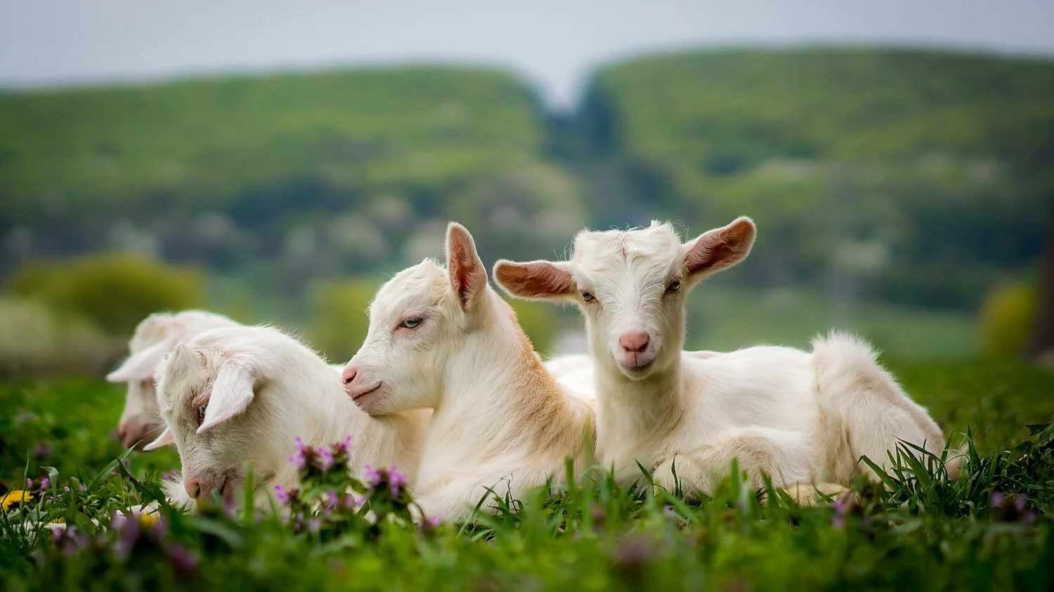 Care and Feeding of Goat Kids - Comprehensive Guide