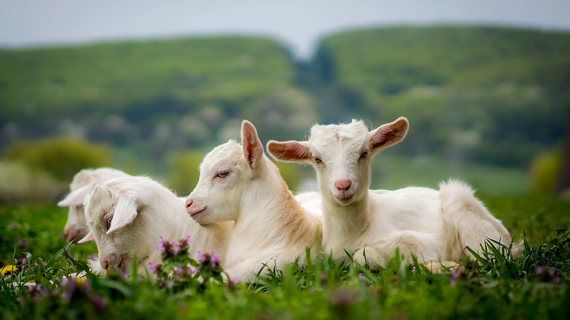 Care and Feeding of Goat Kids - Comprehensive Guide