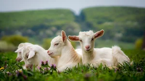 Care and Feeding of Goat Kids - Comprehensive Guide