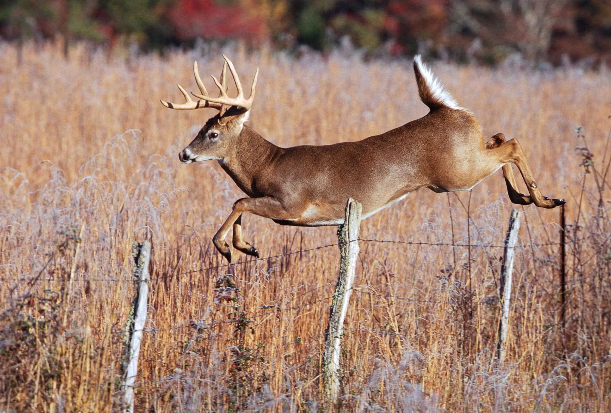 Navigating the Wild: Comprehensive Guide to Texas Wild Game Seasons