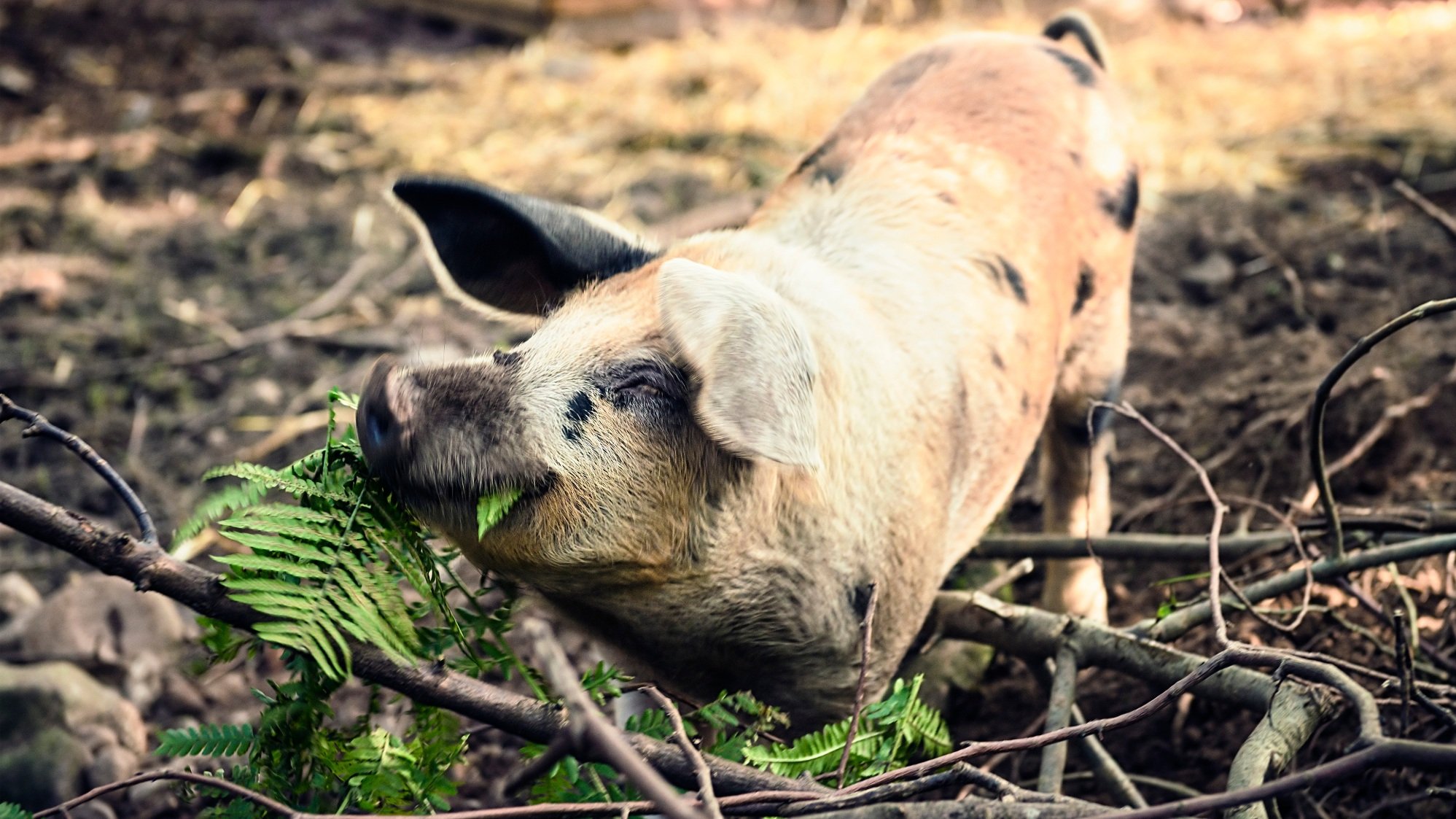 Forage Options for Pastured Pigs | The Benefits of Raising Healthier ...