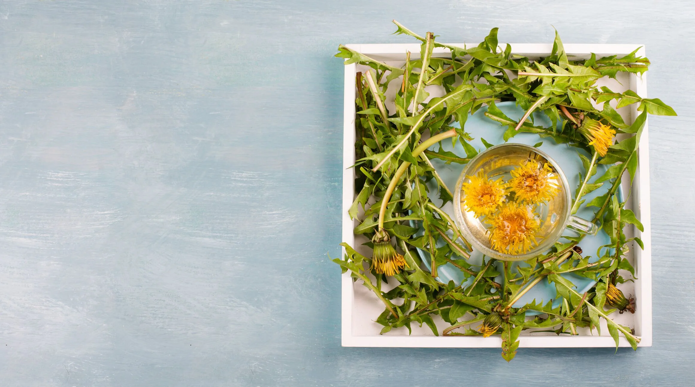 Dandelions Unveiled: From Garden Weed to Culinary Delight