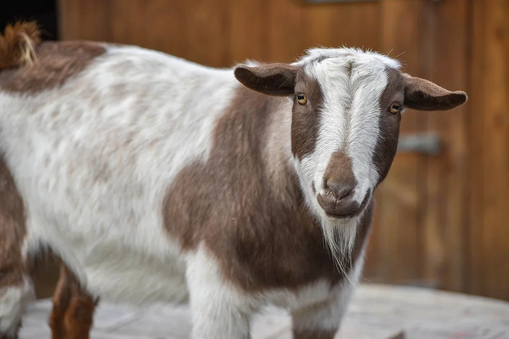 Nigerian Dwarf Goat Mastery: Your Comprehensive Guide to Success