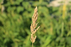 The Ultimate Guide to Growing Millet: Tips for Successful Cultivation