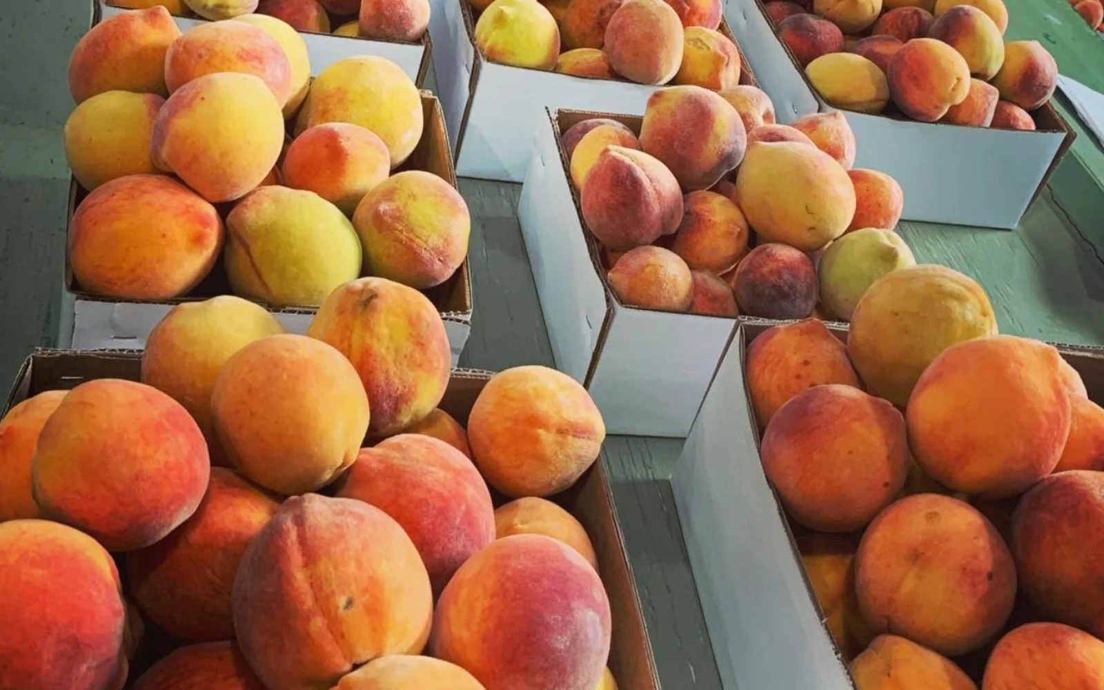 5 Best Peach Farms in Fredericksburg You Should Try
