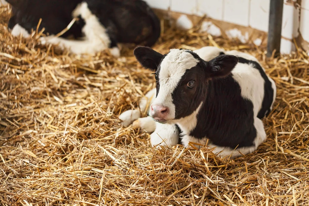 Miniature Cattle: Perfect Bovines for Small Farms and Big Hearts!