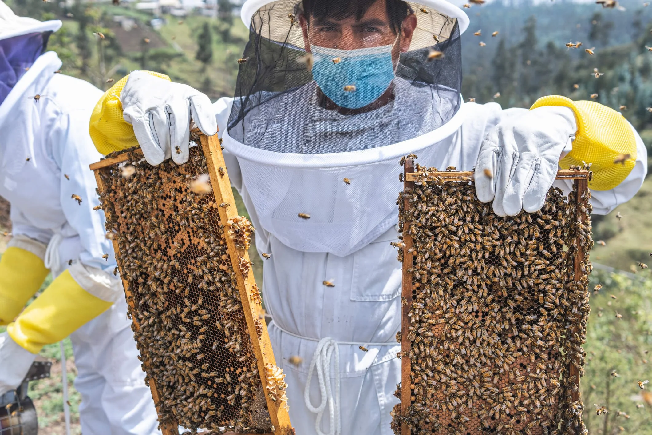 Harvesting and Bottling Honey | The Ultimate Guide