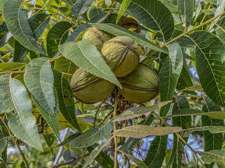 The Great Texas Pecan Quest: Unearthing the Lone Star's Nutty Jewels