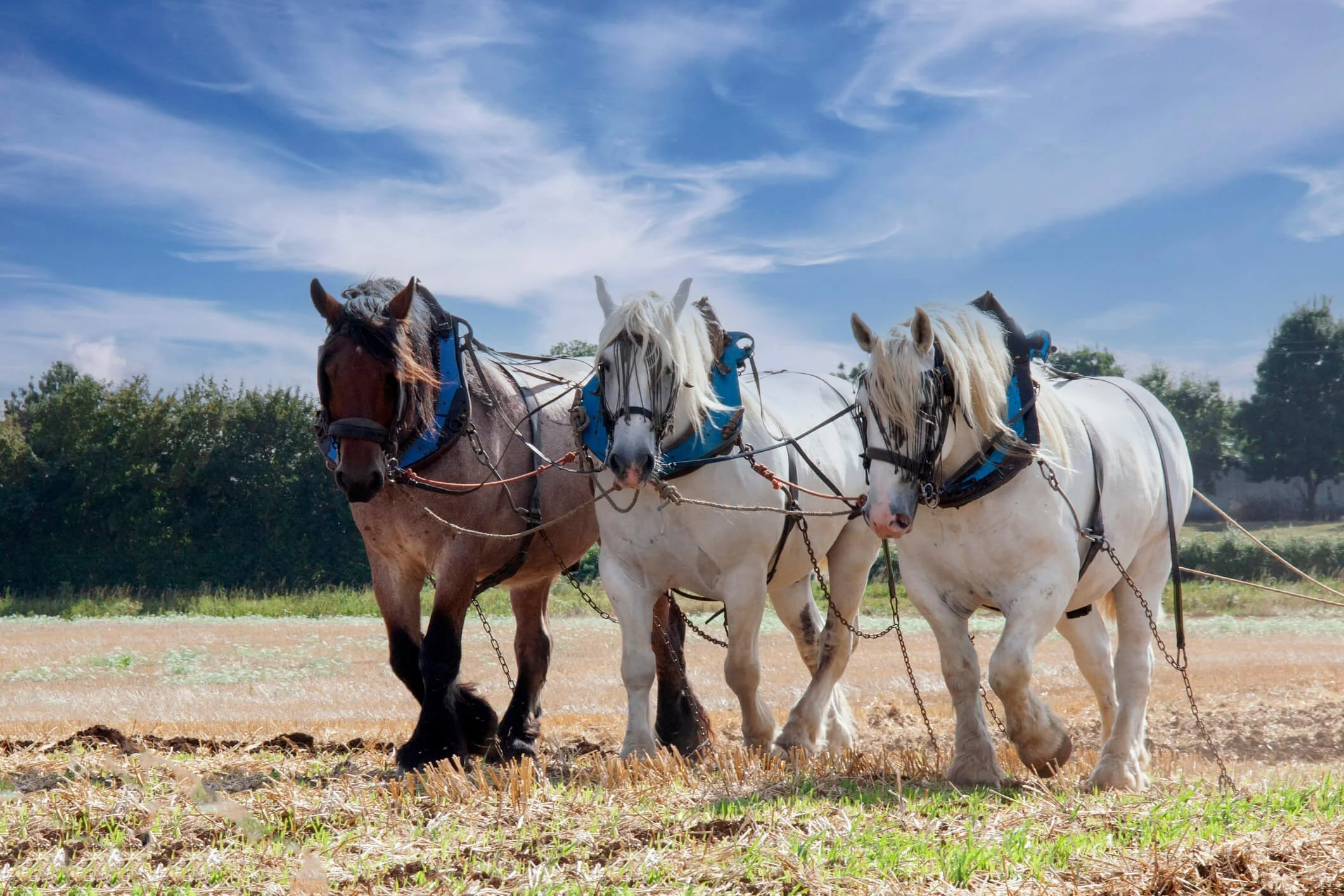 Different Draft Horse Breeds: Strength, Stamina, and Legacy Unveiled