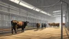 Optimizing Beef Cattle Finishing: Best Practices and Strategies