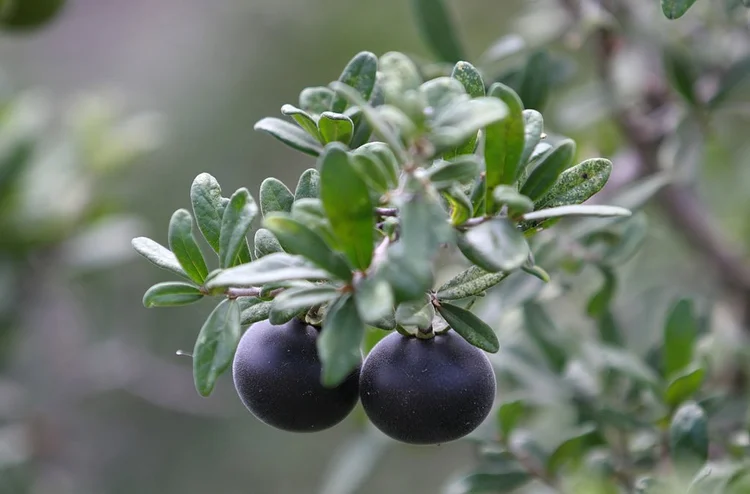 Foraging Fun: Finding Edible Wild Berries in Texas | An Outdoor Adventure!