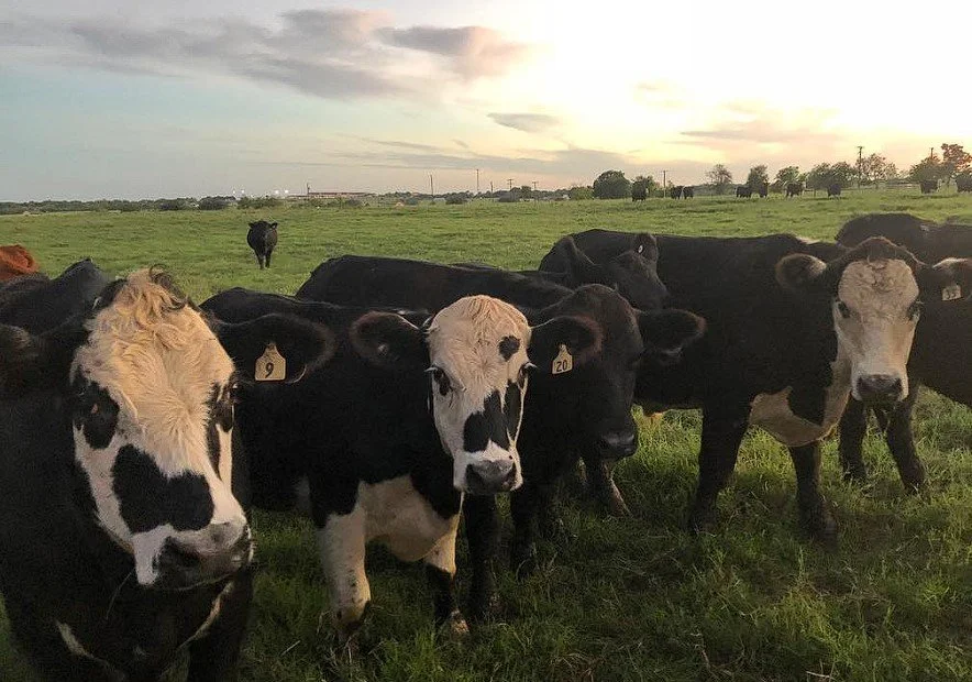 The Best Texas-Raised Beef from Small Family Ranches | Order Now