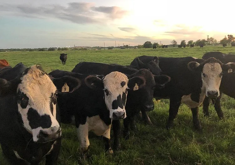 The Best Texas-Raised Beef from Small Family Ranches | Order Now