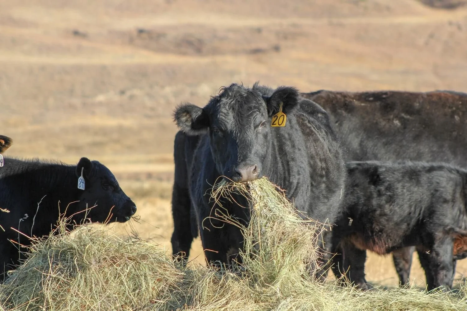 How Much Hay Do Cows Eat? A Detailed Guide