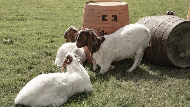 5 Best Goat Breeds for Meat Production in Texas | Raising Goats Guide
