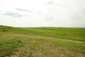 Texas & Beyond: The Best Pasture Grasses in the Region