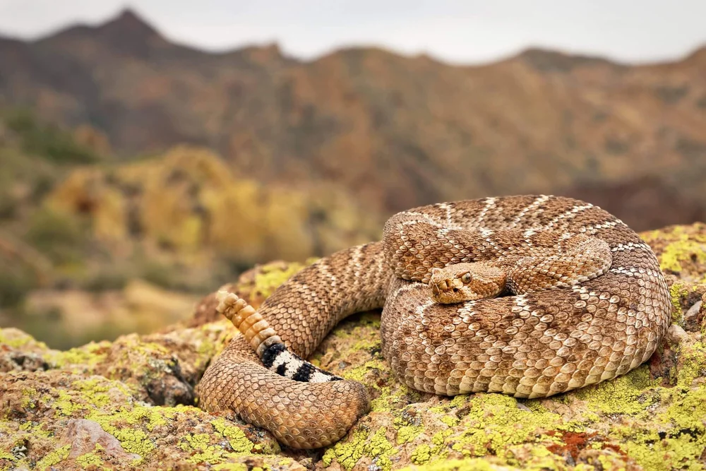 Discovering the Wild Snakes of Texas: A Detailed Exploration of Native ...