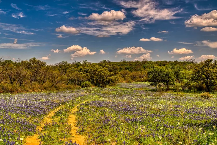 How to Get a Texas Hunting License for Non-Residents | TPWD