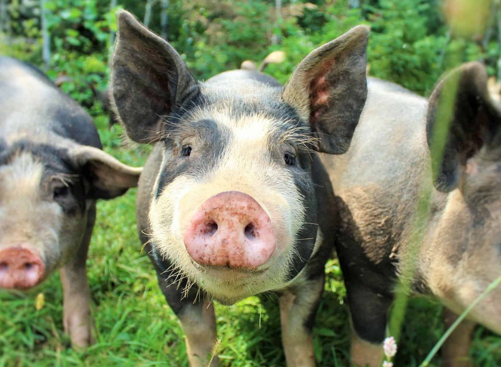 Mastering Berkshire Pig Farming: A Complete Guide to Success