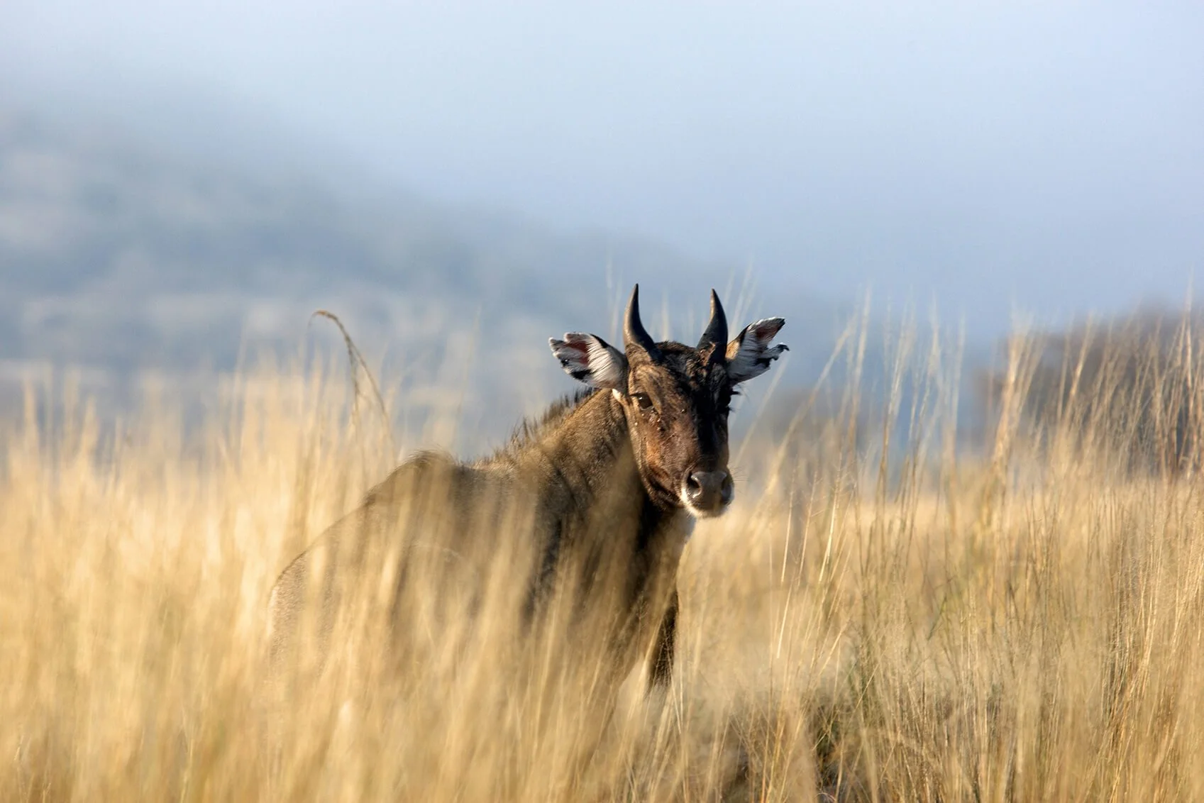Texas Nilgai Antelope Hunting Information | All About The Outdoors