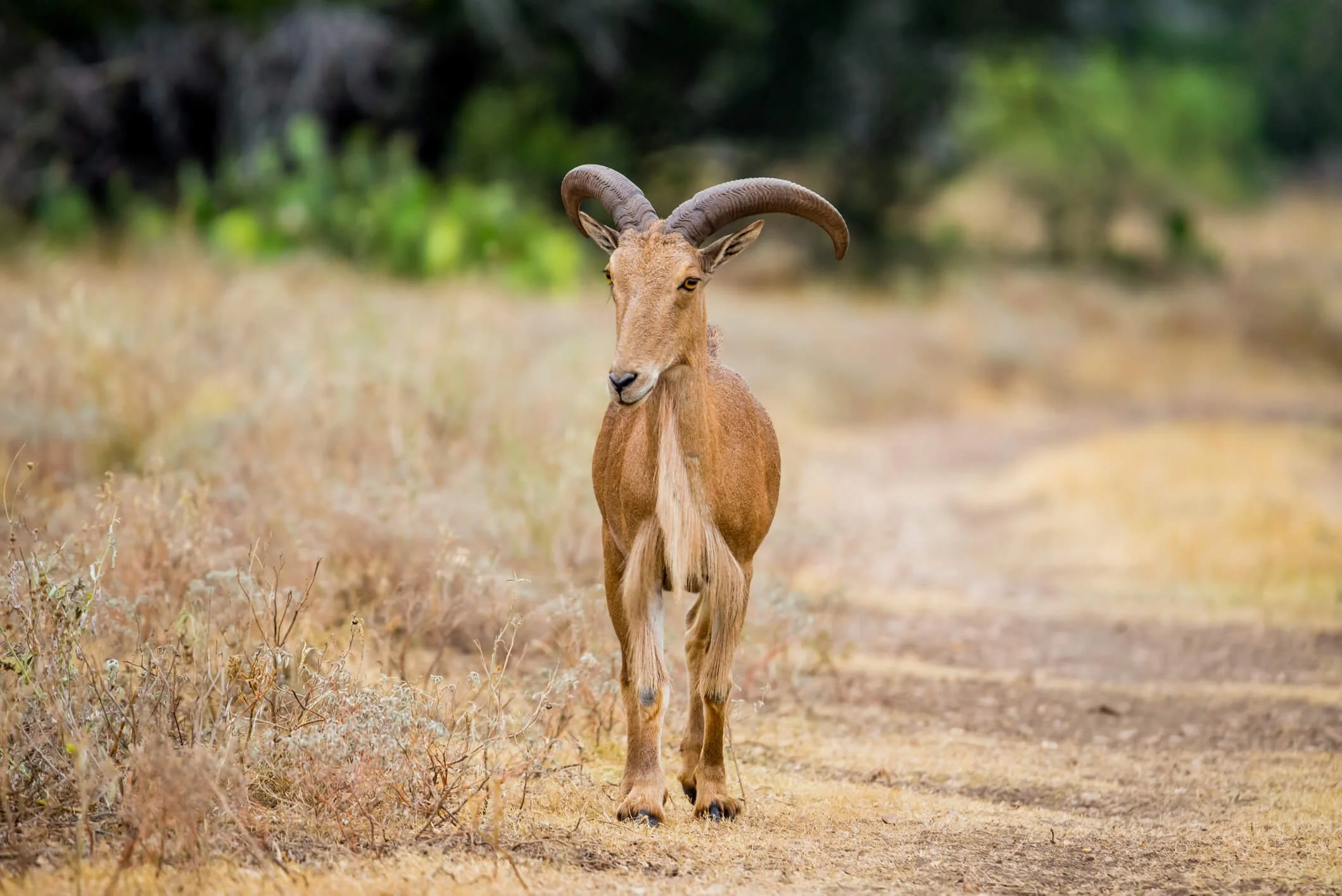 Texas Aoudad Hunts: A Primer | Learn About This Unique Hunting Challenge