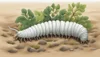Exploring the Exotic Delicacy of Witchetty Grub: A Culinary Journey