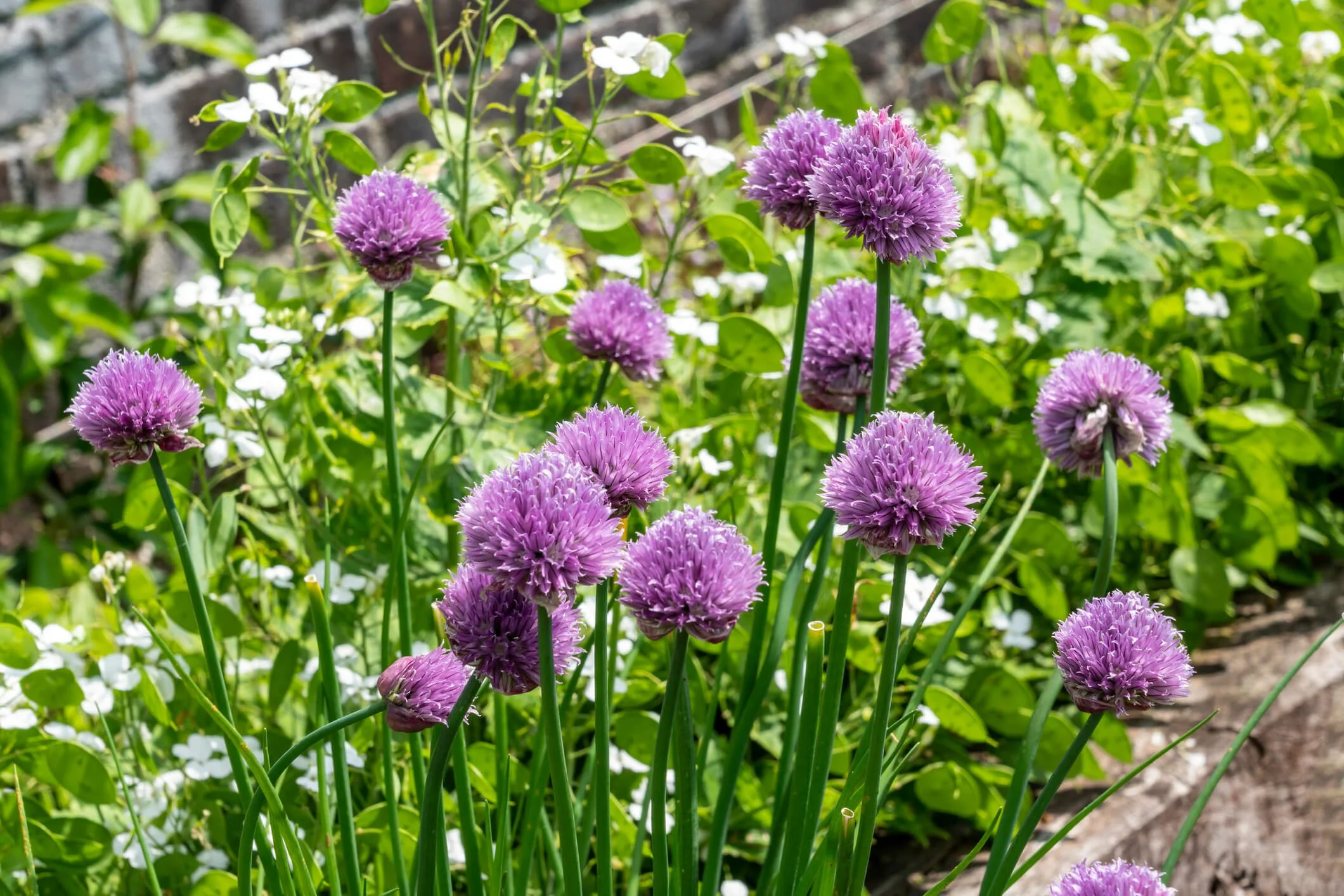Growing Chives for Your Home Garden