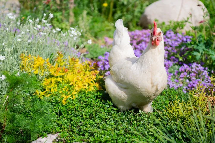 6 Best Egg Laying Chicken Breeds in Texas | Definitive Guide