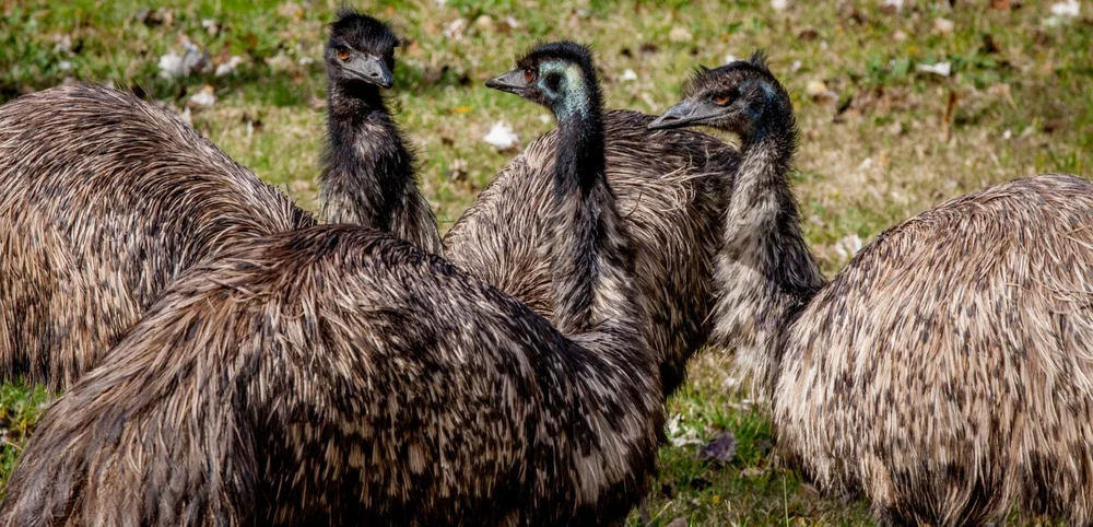 Raising Emu in Texas for Homesteading: A Comeback Opportunity?
