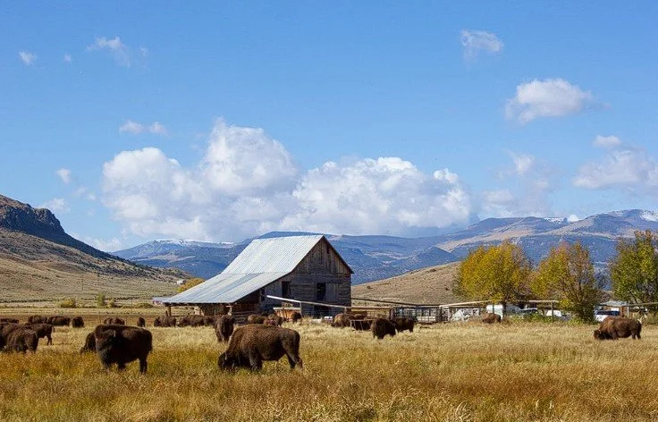 The Best Texas-Raised Beef from Small Family Ranches | Order Now