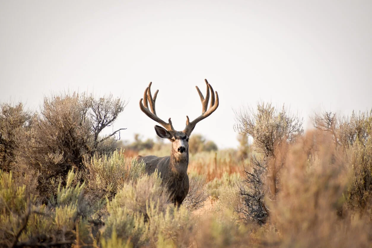 Texas Deer Hunt Guide: Everything You Need to Know | The Ultimate Resource