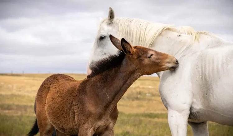 Why Can't Mules Reproduce? Delving into the Genetics of Sterility