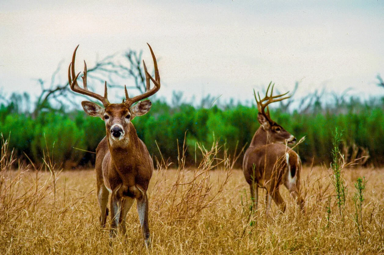 Texas Deer Hunt Guide: Everything You Need to Know | The Ultimate Resource