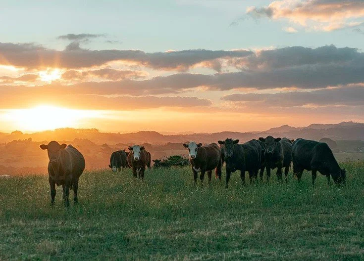 The Best Texas-Raised Beef from Small Family Ranches | Order Now