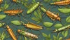 Chapulines: Exploring the Culinary Delight of Mexico's Seasoned ...
