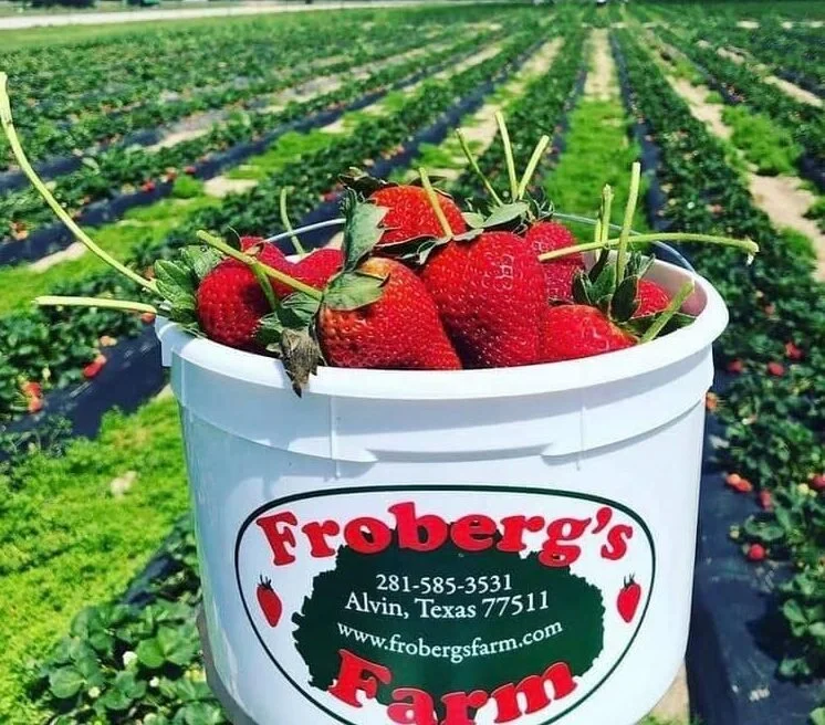 7 Texan Strawberry Farms to Visit This Spring 2023! | Explore the Lone ...