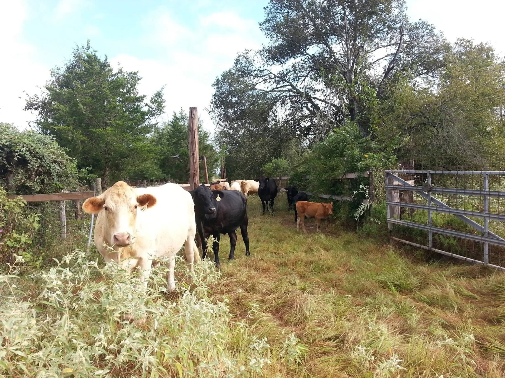 7 Best Sustainable Cattle Farms in Texas | Discover the Eco-Conscious ...
