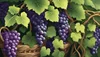 The Ultimate Guide to Foraging and Harvesting Mustang Grapes | Expert ...
