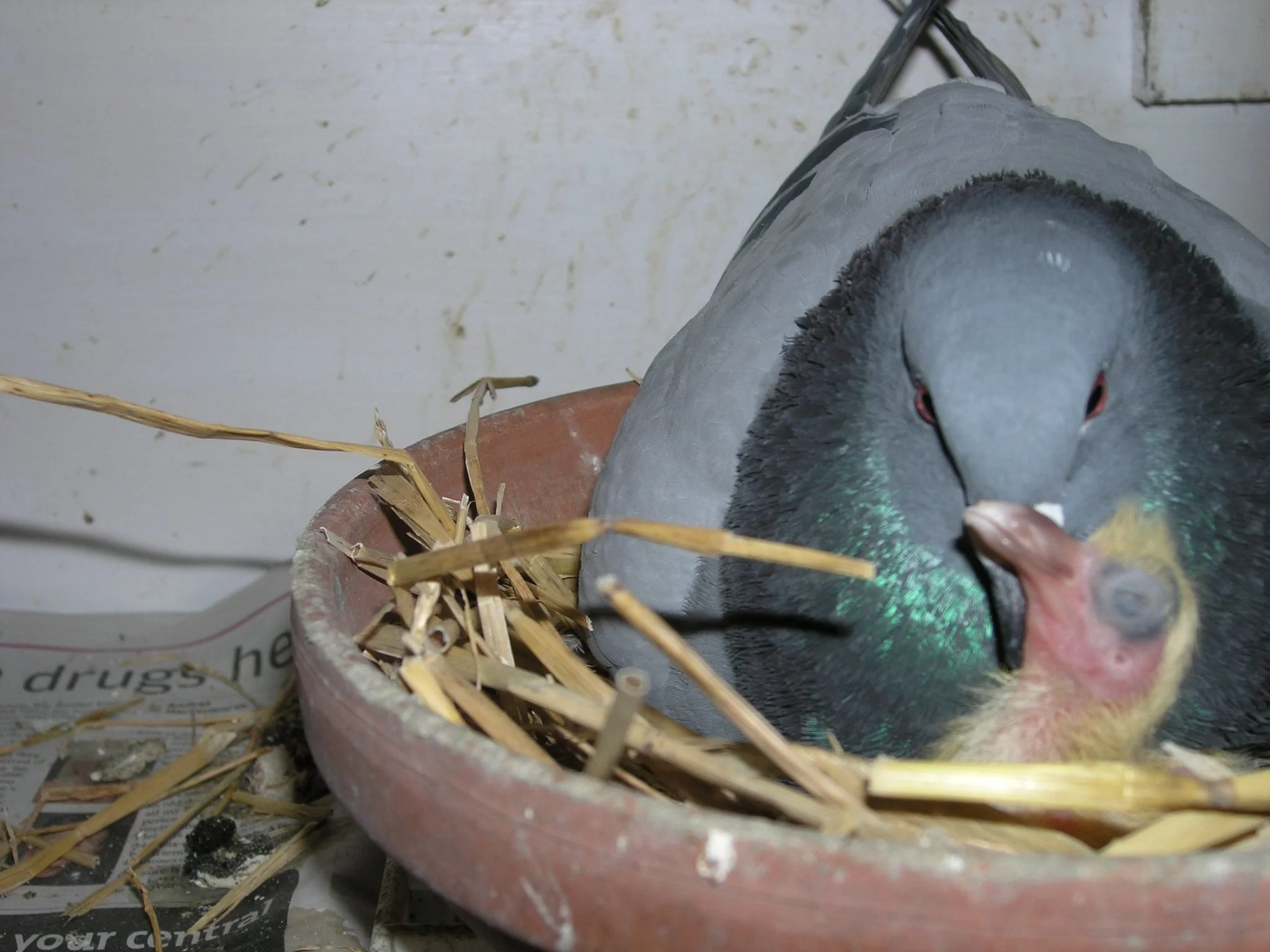 A Comprehensive Guide on Raising Pigeons for Meat