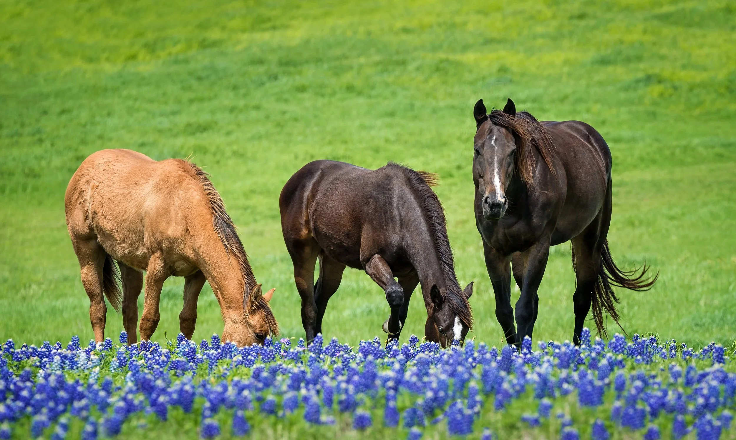 Uncovering the Mysterious Disappearance of Texas' Wild Mustangs