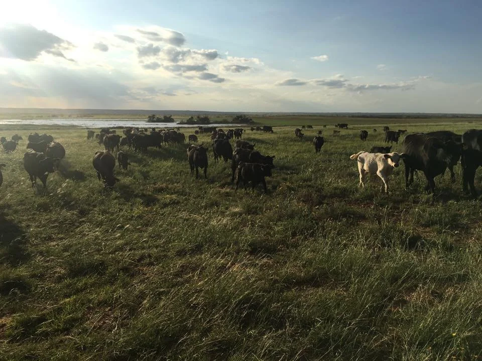 4 Texan Farms with the Healthiest Pastured Beef in Texas | Find ...