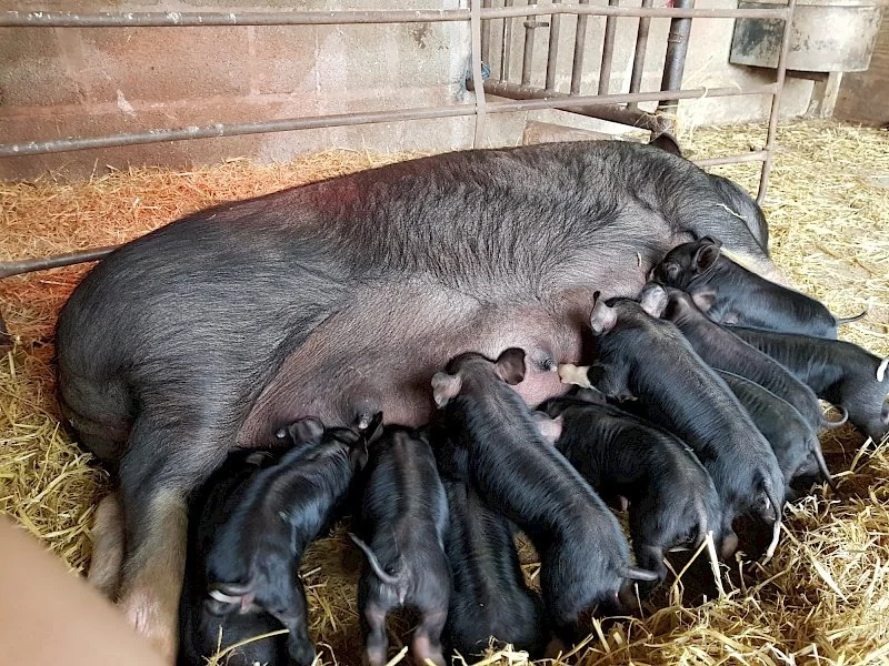 Mastering Berkshire Pig Farming: A Complete Guide to Success