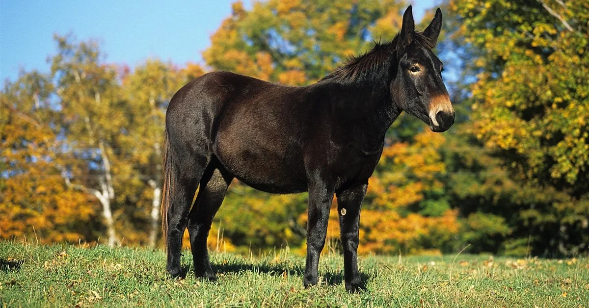 Why Can't Mules Reproduce? Delving into the Genetics of Sterility