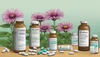 Unveiling the Potency of Echinacea: Exploring Traditional Healing ...