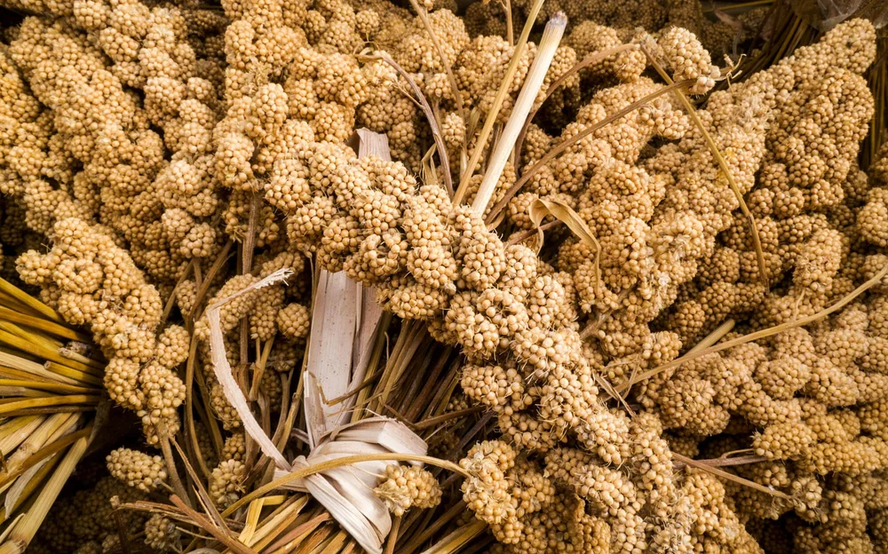 The Ultimate Guide to Growing Millet: Tips for Successful Cultivation